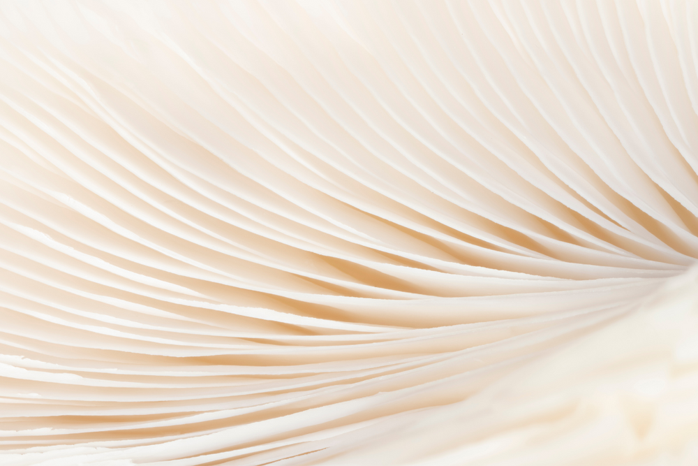 What is Mycelium packaging? | What is mycelium and why does it matter ...